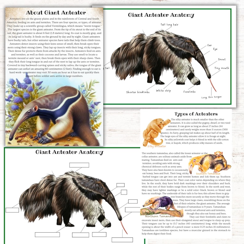 Giant Anteater Mini Unit, Giant Anteater Anatomy, Giant Anteater ...
