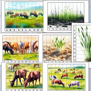 Grasslands Unit Study, Biome Unit Study, Wheat Unit Study, Grass Life ...