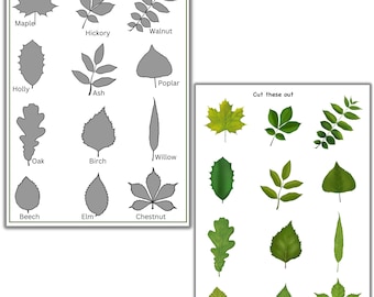 Trees Leaves Unit Study Tree Forms Parts of a Tree Parts of - Etsy