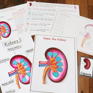 Human Kidney Anatomy Printable Activity, Kidney Puzzle, Kidney 3 Parts ...