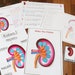 Human Kidney Anatomy Printable Activity Kidney Puzzle Kidney - Etsy