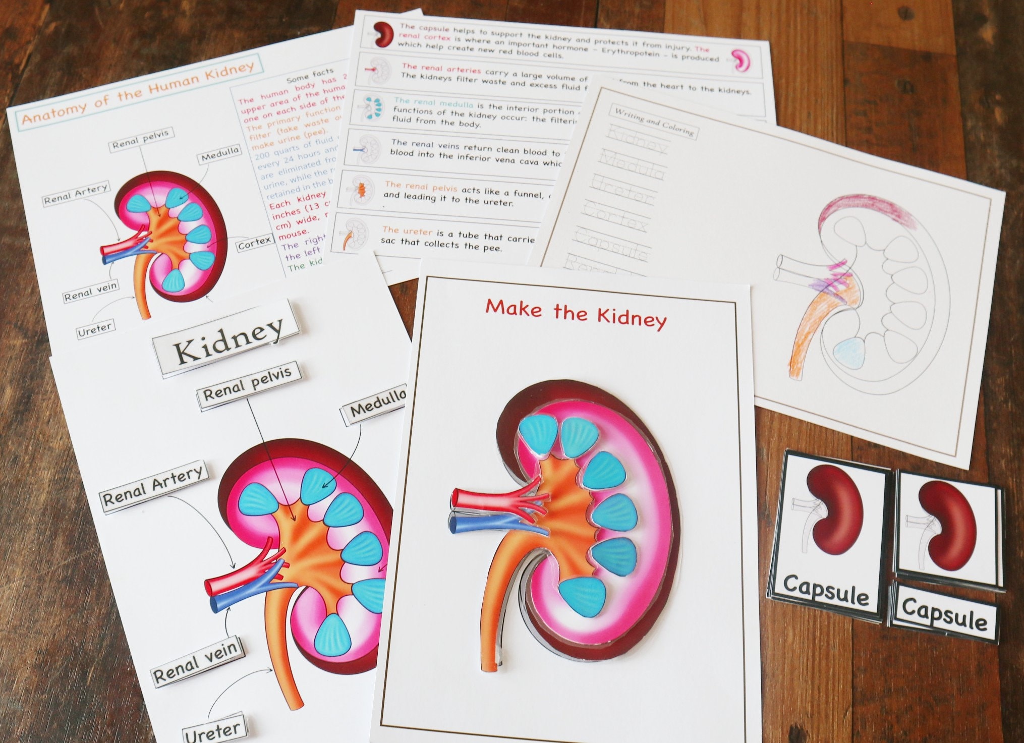 Human Kidney Anatomy Printable Activity Kidney Puzzle Kidney - Etsy UK