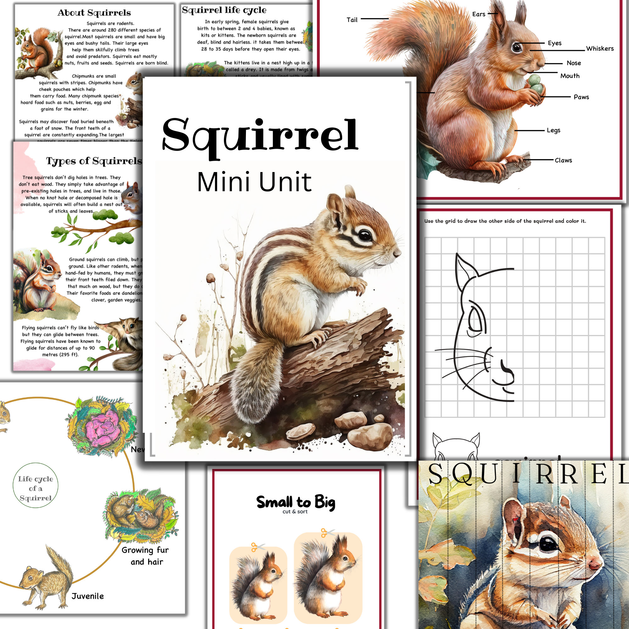 Squirrel Unit Study Squirrel Life Cycle Squirrel Anatomy - Etsy