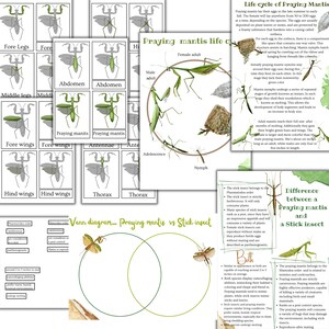 Insects Unit Study, Mini Beast Study, Grasshopper Unit, Ant Unit ...