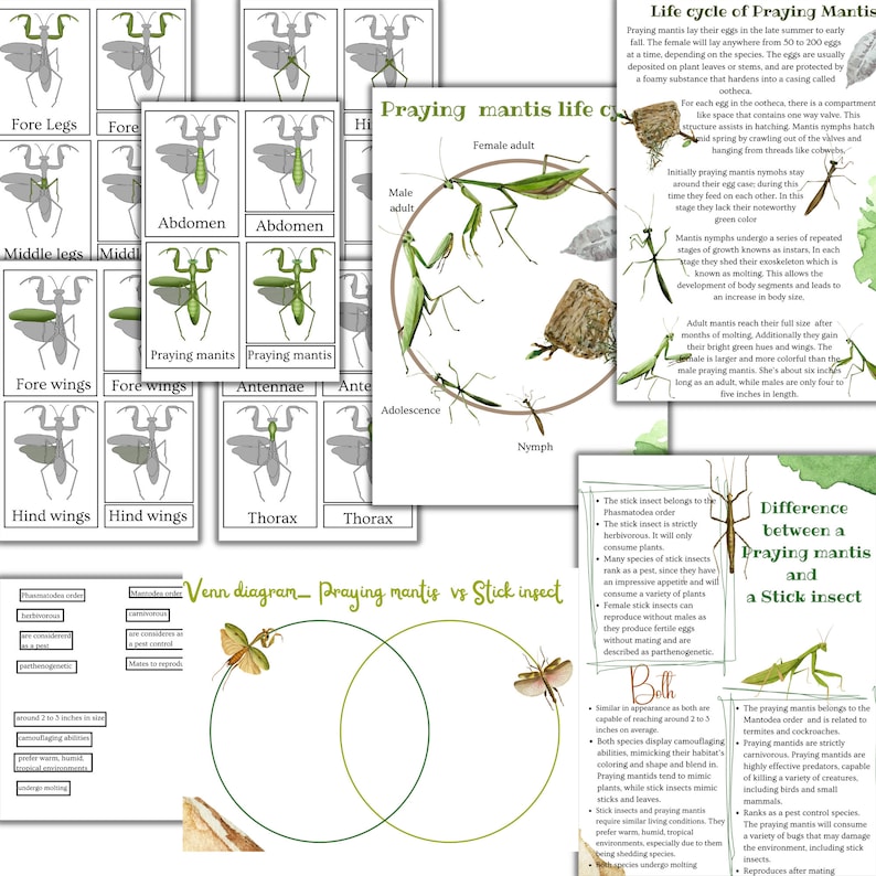 Insects Unit Study, Mini Beast Study, Grasshopper Unit, Ant Unit ...