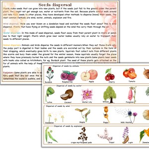Seeds Anatomy, Montessori Seed Puzzle Printable, Parts of a Seed ...