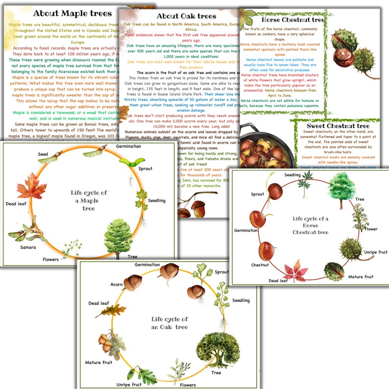 Trees Leaves Unit Study Tree Forms Parts of a Tree Parts of - Etsy