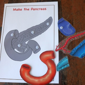 Human Pancreas Anatomy Printable Activity, Pancreas Puzzle ...