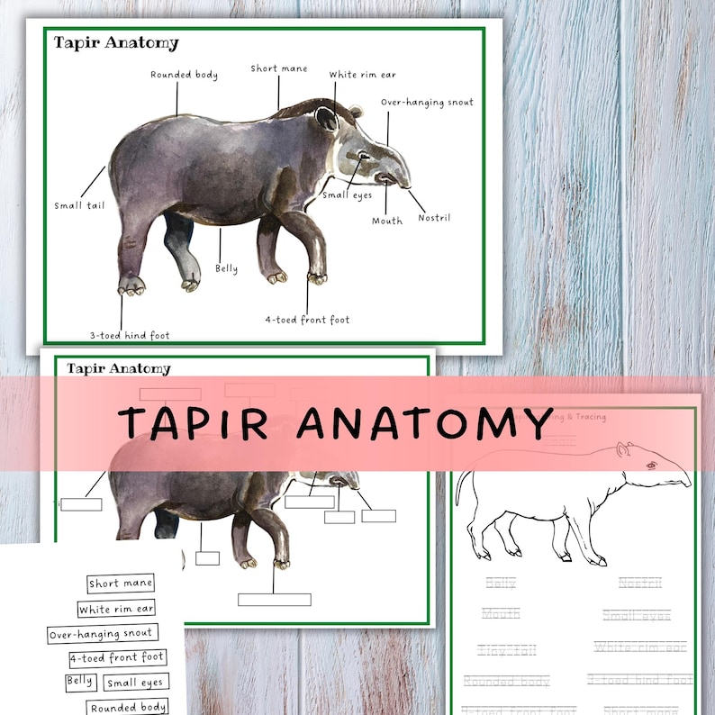 TAPIR ANATOMY, Rainforest Biome Printable, Homeschool Printable - Etsy
