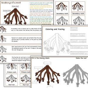 Garden Unit Study, Roots Anatomy, Seed Anatomy, Soil Layers, Roots ...