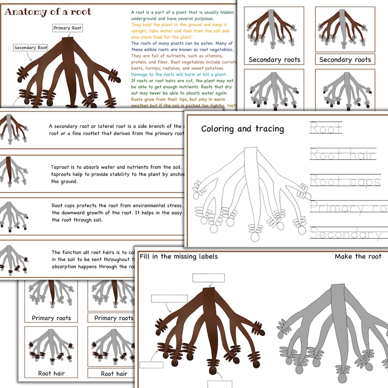 Garden Unit Study, Roots Anatomy, Seed Anatomy, Soil Layers, Roots ...