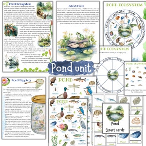 Pond Unit Study, Wetlands Unit, Swamp Unit, Dragonfly Unit Study, Pond ...