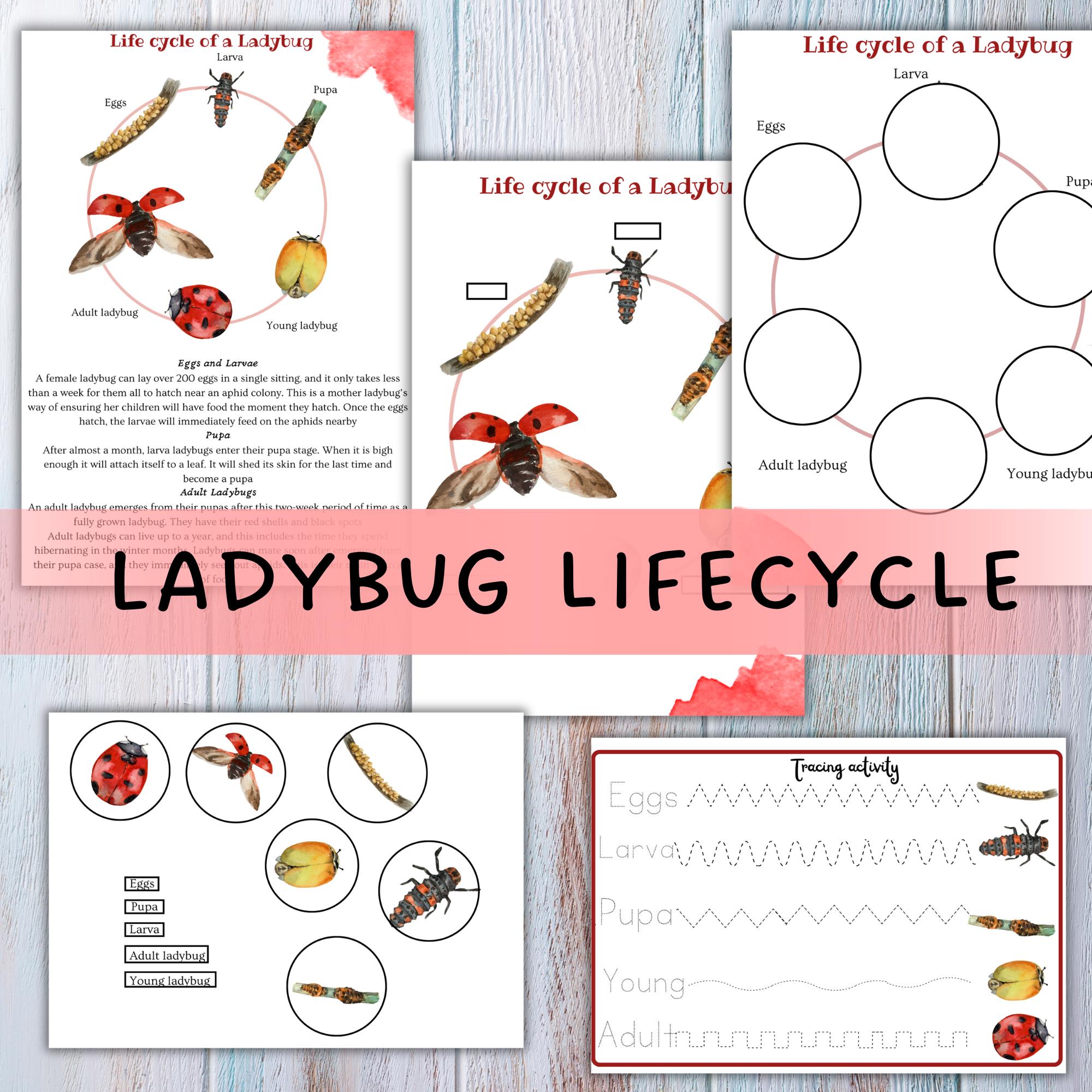LADYBUG LIFE CYCLE, Homeschool Printable, Beetle Study - Etsy