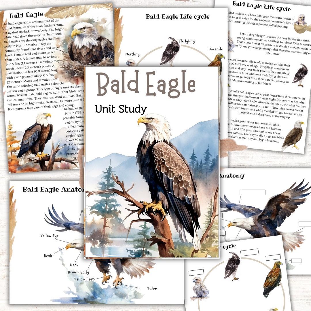 Bald Eagle Mini Unit, Bald Eagle Lifecycle, Bald Eagle Printable ...