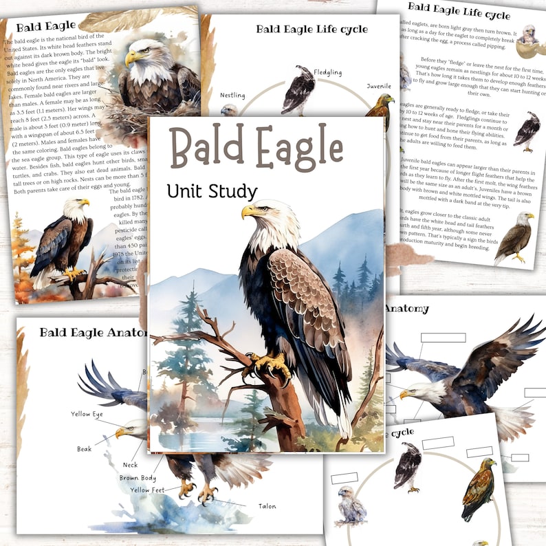 Bald Eagle Mini Unit, Bald Eagle Lifecycle, Bald Eagle Printable ...