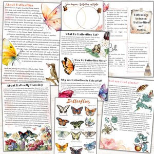 Butterfly Unit Study, Moth Unit, Mini Beast Unit, Butterfly Montessori ...