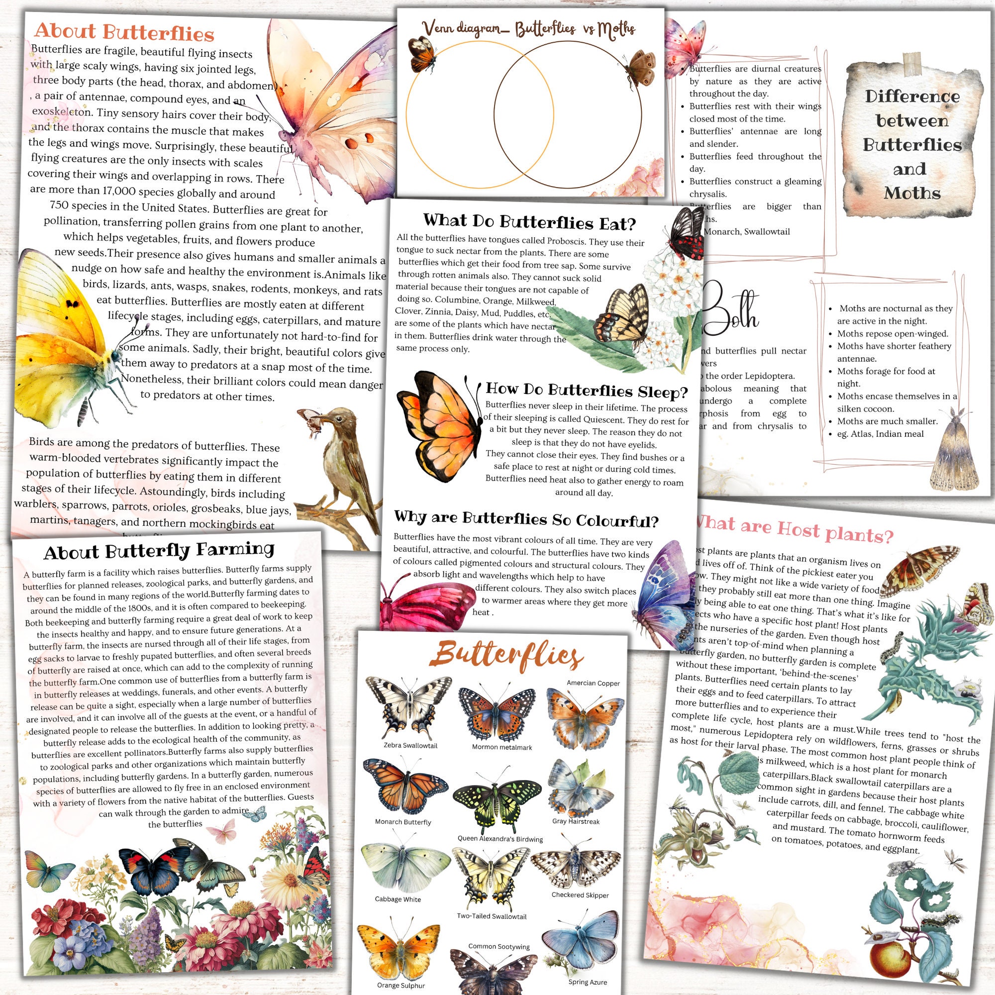 Butterfly Unit Study, Moth Unit, Mini Beast Unit, Butterfly Montessori ...