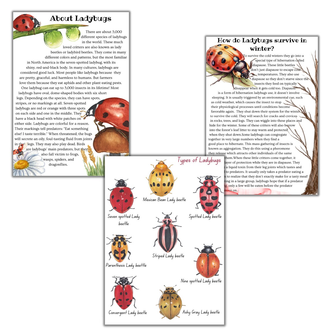 Ladybug Unit Study, Ladbug Printable Puzzle, Ladybug 3 Part Cards ...