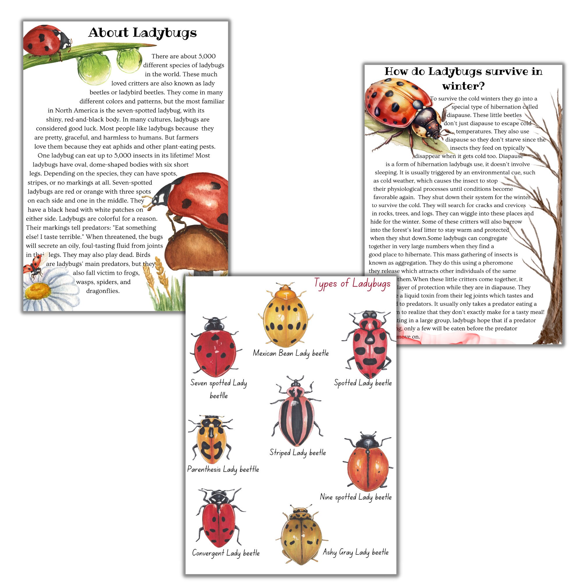 Ladybug Unit Study, Ladbug Printable Puzzle, Ladybug 3 Part Cards ...