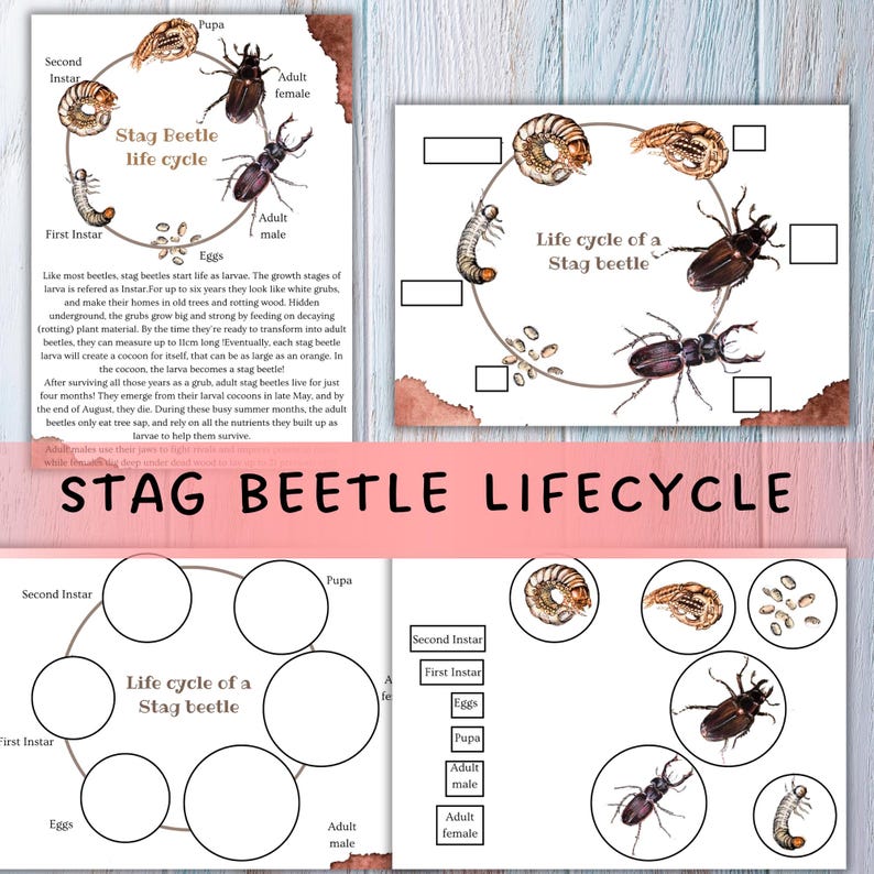 STAG BEETLE LIFE Cycle, Beetle Unit, Homeschool Printable, Nature Study ...
