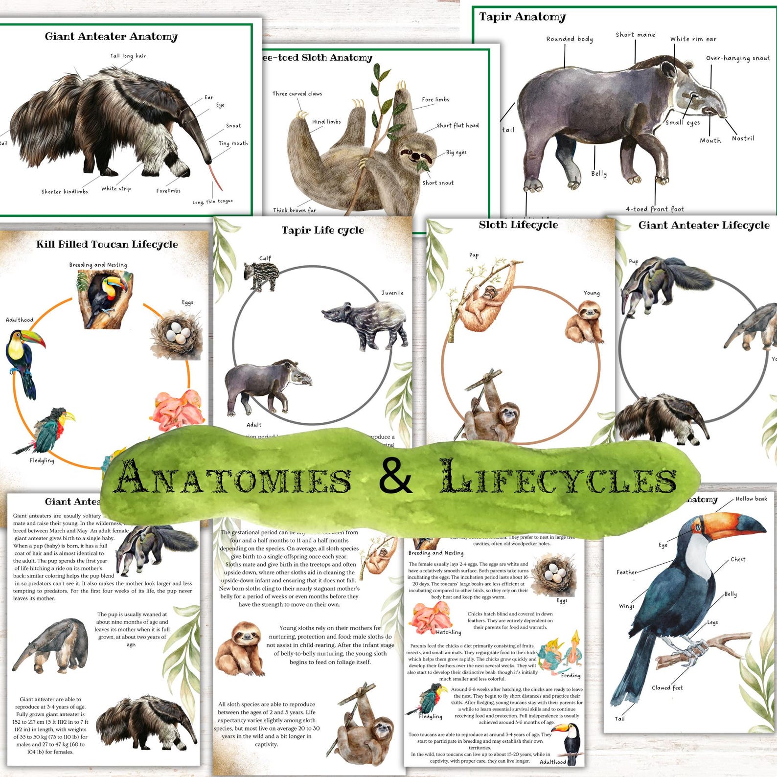 Rainforest Unit Study, Biome Unit , Rainforest Animals Worksheets ...