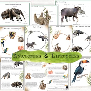 Rainforest Unit Study, Biome Unit , Rainforest Animals Worksheets ...