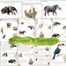 Rainforest Unit Study, Biome Unit , Rainforest Animals Worksheets ...