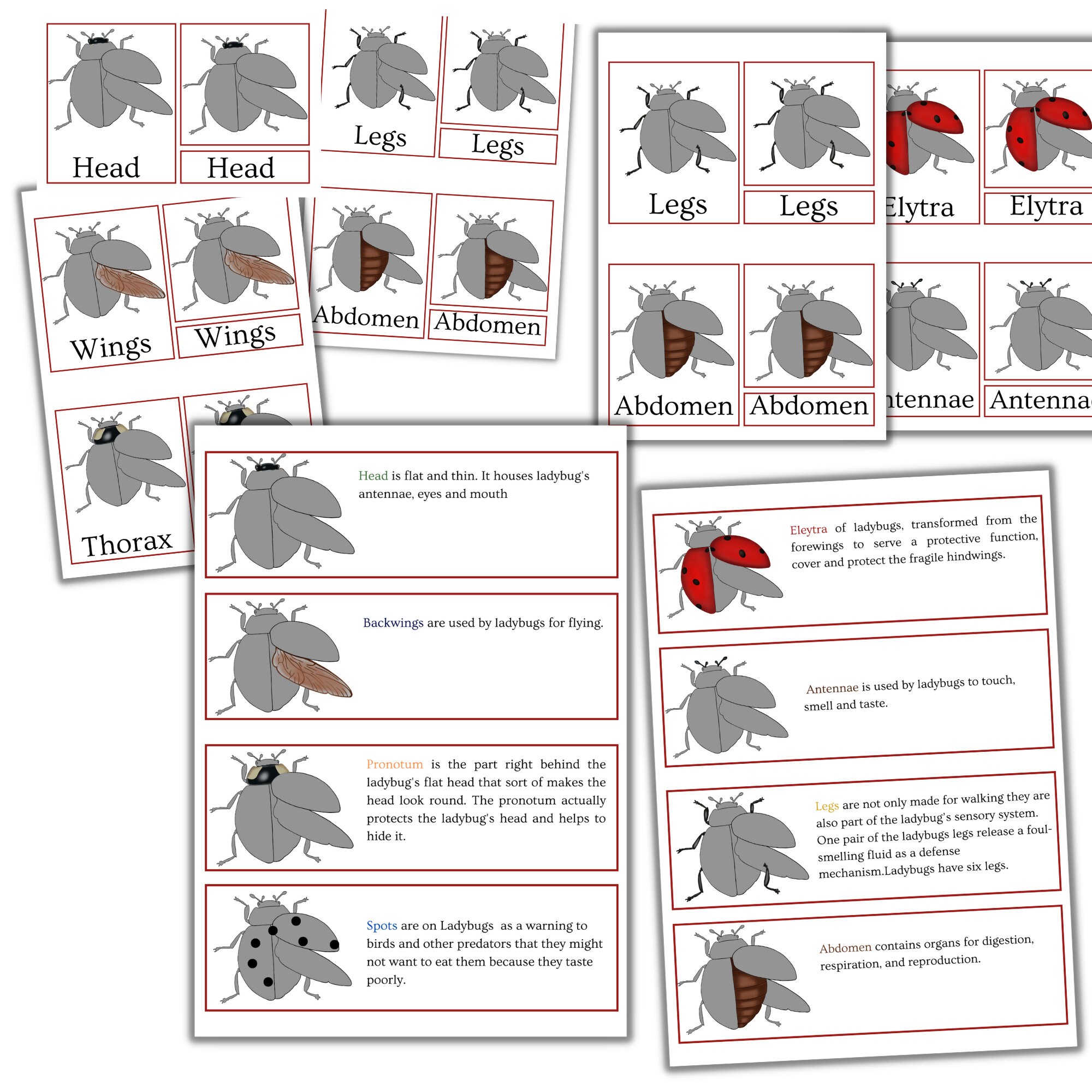 Ladybug Unit Study, Ladbug Printable Puzzle, Ladybug 3 Part Cards ...