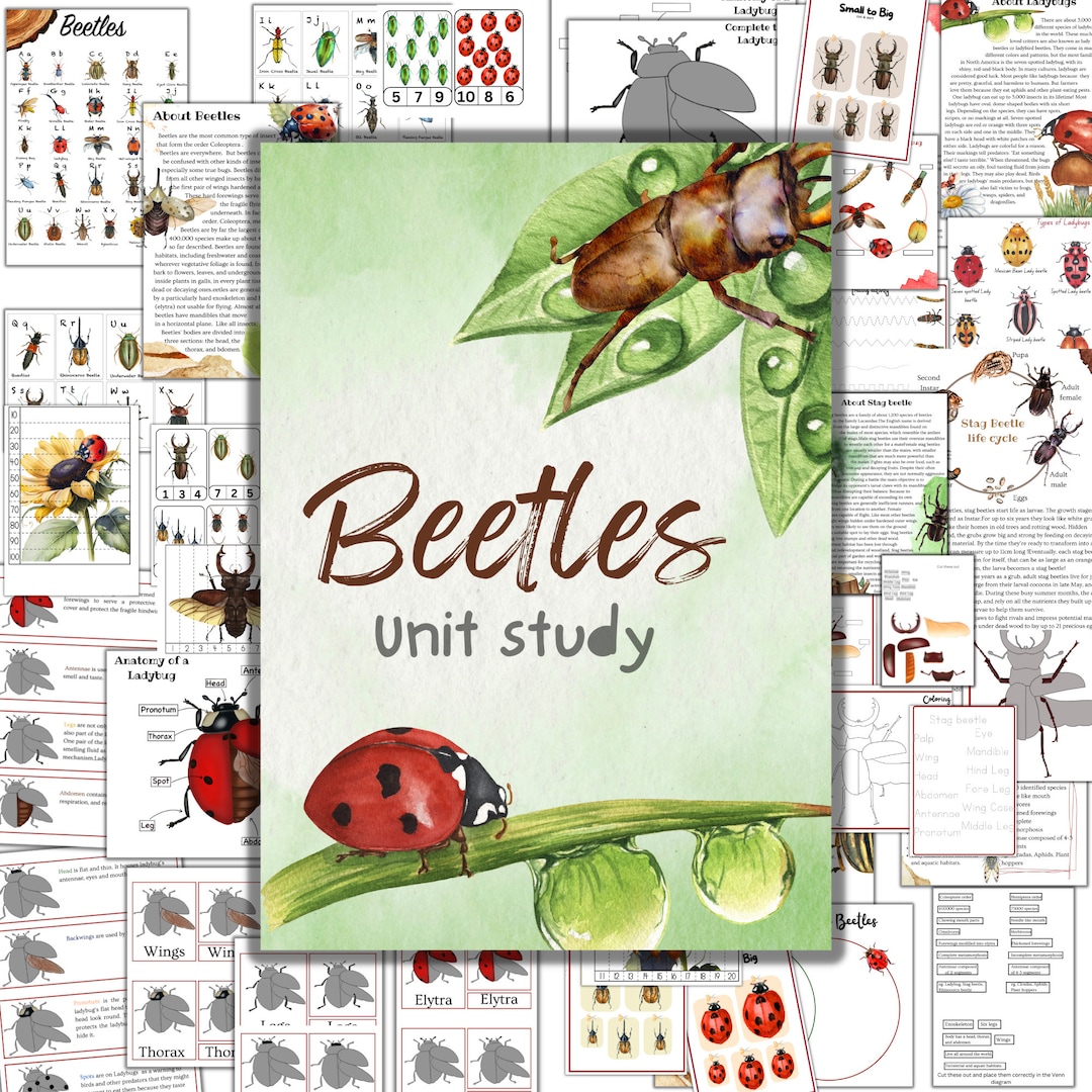 Beetles Unit Study, Lady Bug Unit Study, Lady Bug 3 Part Cards, Beetles ...