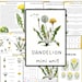 Dandelion Mini Unit Study, Summer Activity, Dandelion Activity, Home ...