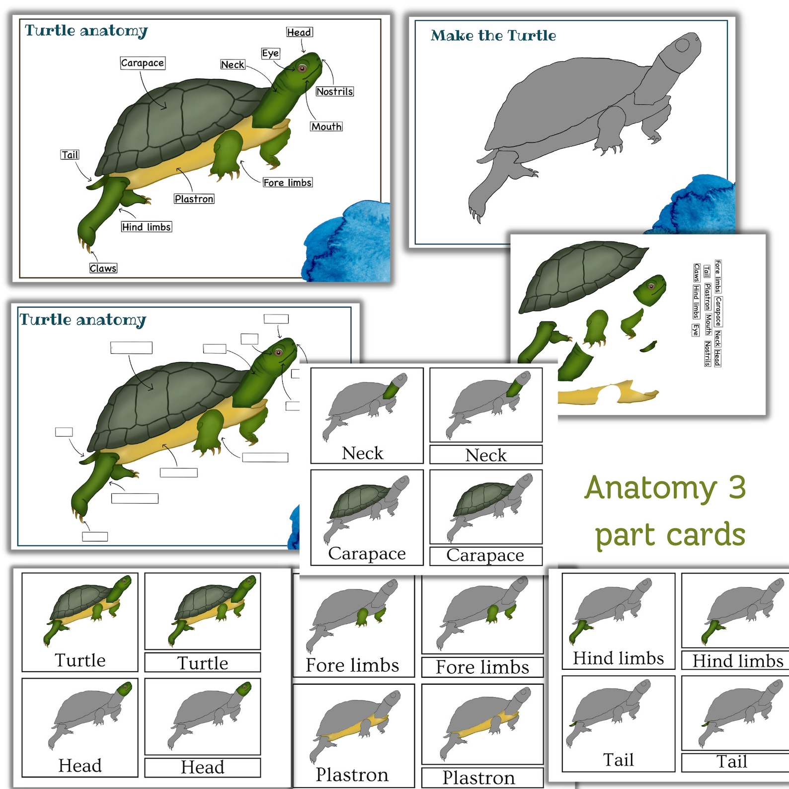 Sea Turtle Mini Unit, Turtle Printable Puzzle, Turtle 3 Part Cards ...