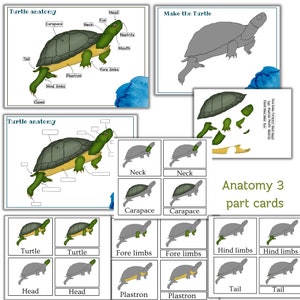 Sea Turtle Mini Unit, Turtle Printable Puzzle, Turtle 3 Part Cards ...