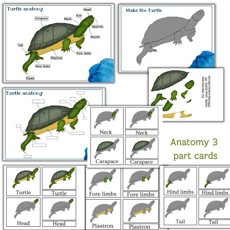 Sea Turtle Mini Unit, Turtle Printable Puzzle, Turtle 3 Part Cards ...