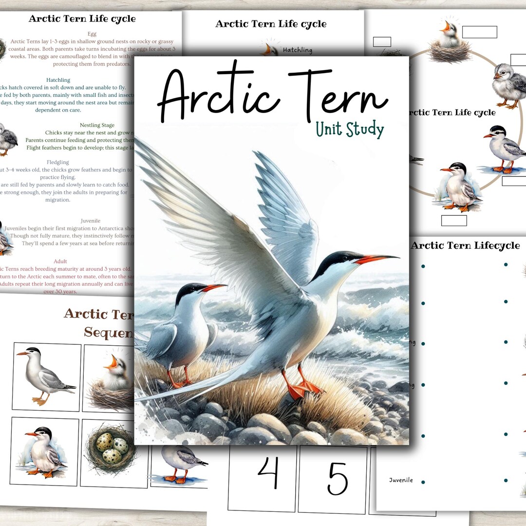 Arctic Tern Mini Unit Study, Arctic Tern Anatomy, Arctic Tern Migration ...