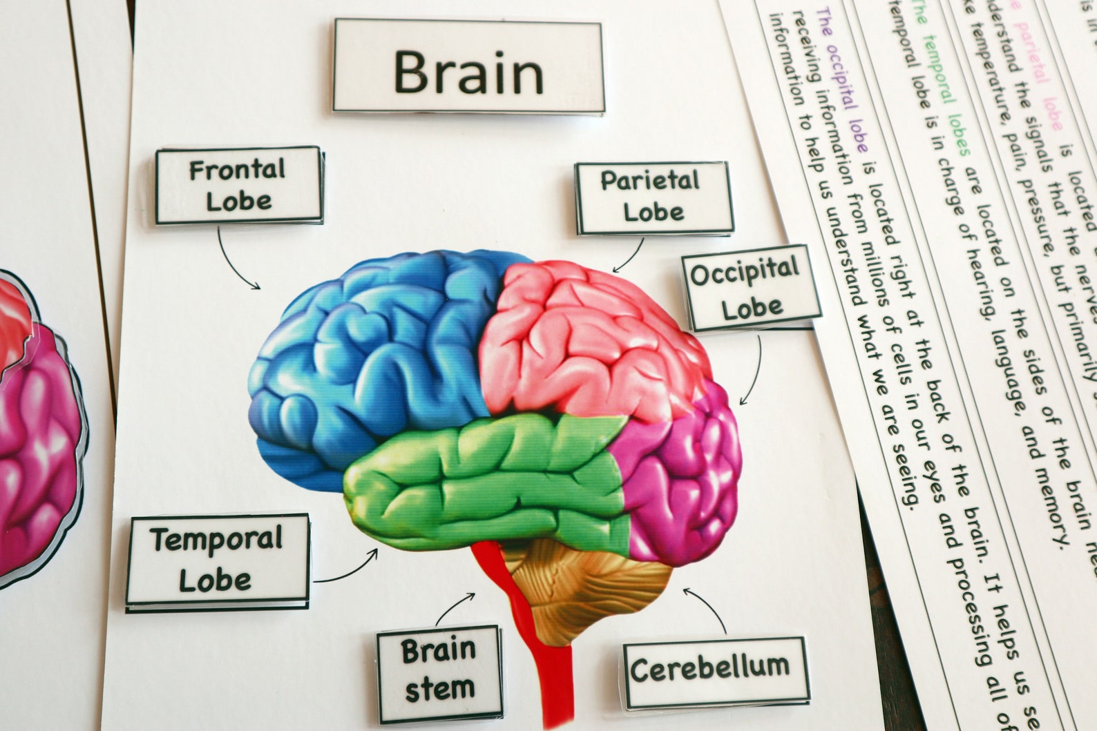 Human Brain Anatomy Printable Activity Brain Puzzle Brain - Etsy