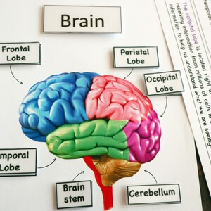 Human Brain Anatomy Printable Activity, Brain Puzzle, Brain ...