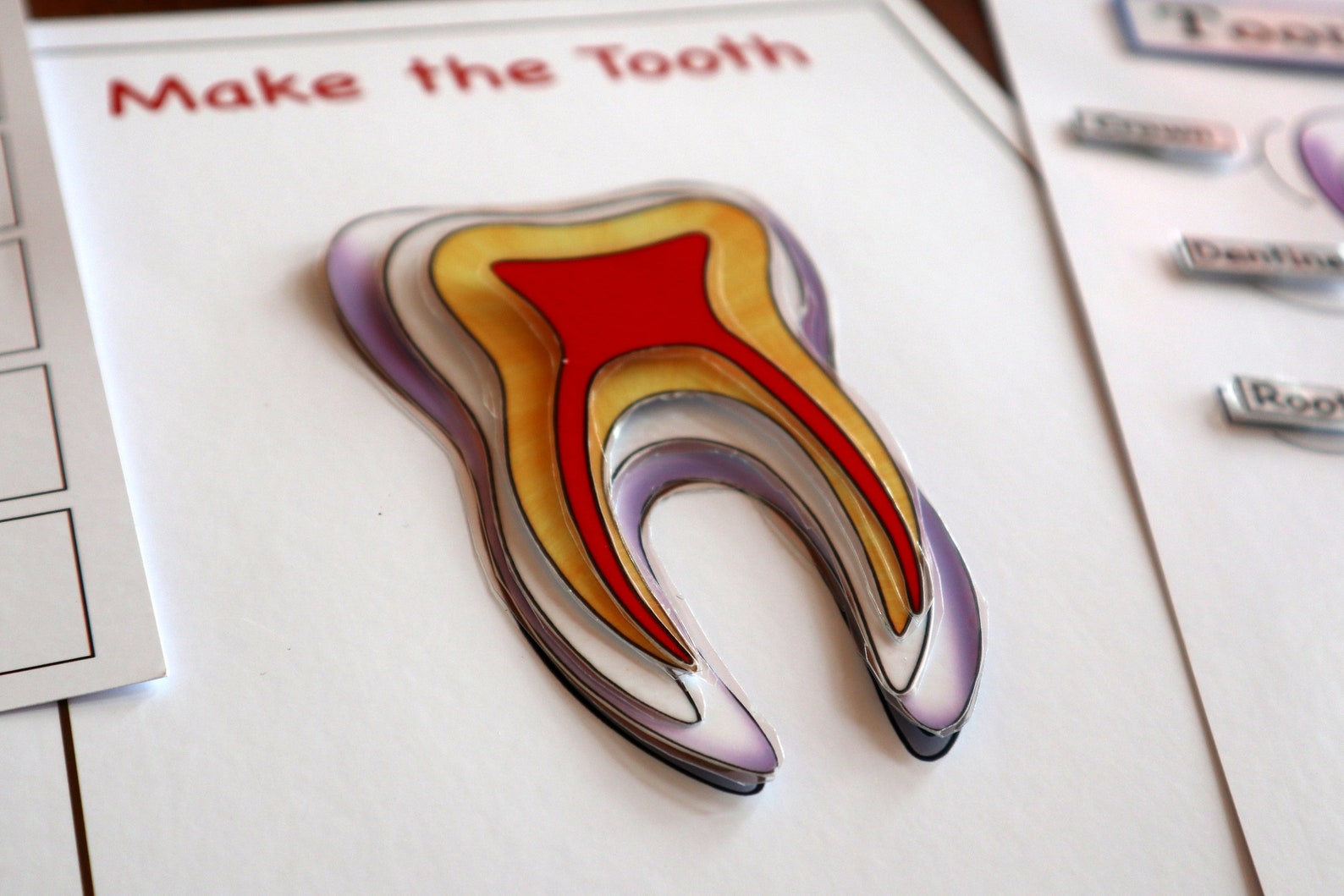 Human Tooth Anatomy Printable Activity Tooth Nomenclature - Etsy