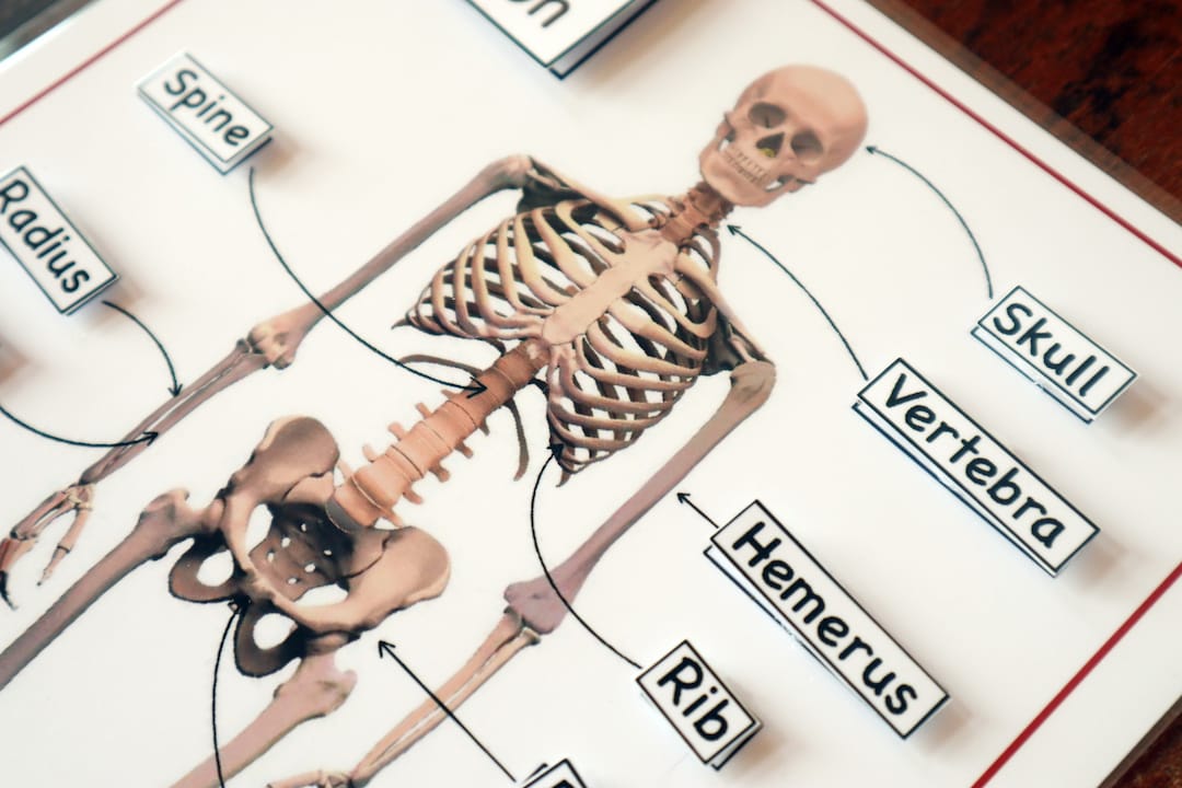 Human Skeleton Printable Activity, Human Body Unit, Biology, Science ...