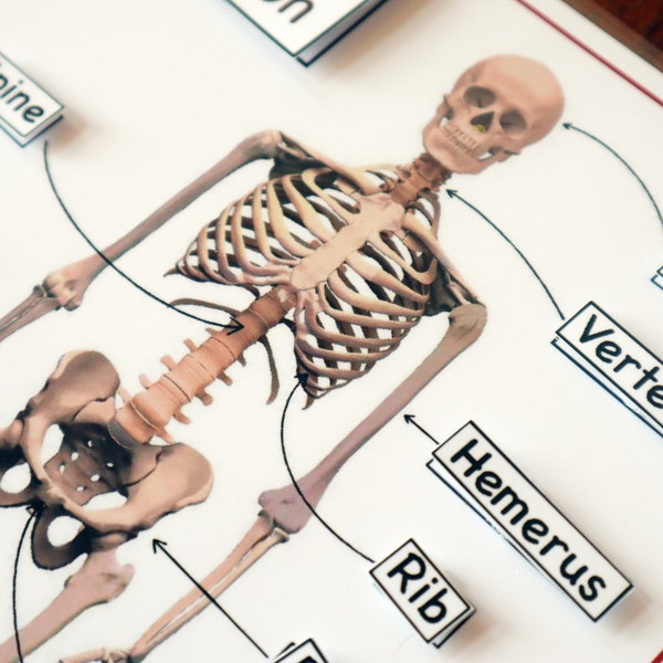 Human Body - Etsy
