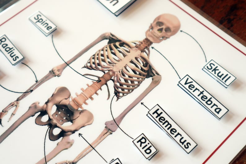 Human Skeleton Printable Activity Human Body Unit Biology - Etsy UK