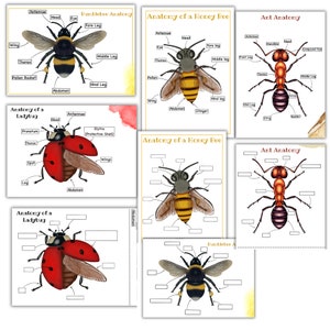 Pollinators Unit Study, Flower Anatomy, Pollination Process, Nature ...