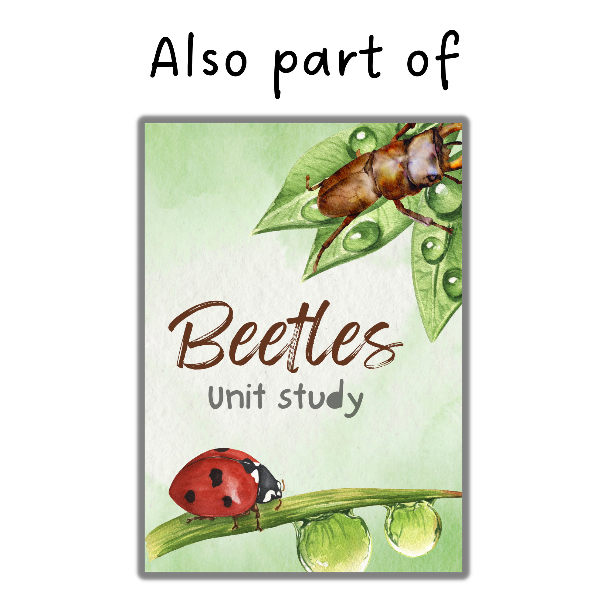 Ladybug Unit Study, Ladbug Printable Puzzle, Ladybug 3 Part Cards ...