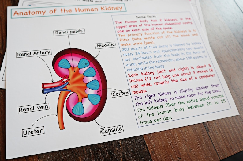 Human Kidney Anatomy Printable Activity, Kidney Puzzle, Kidney 3 Parts ...