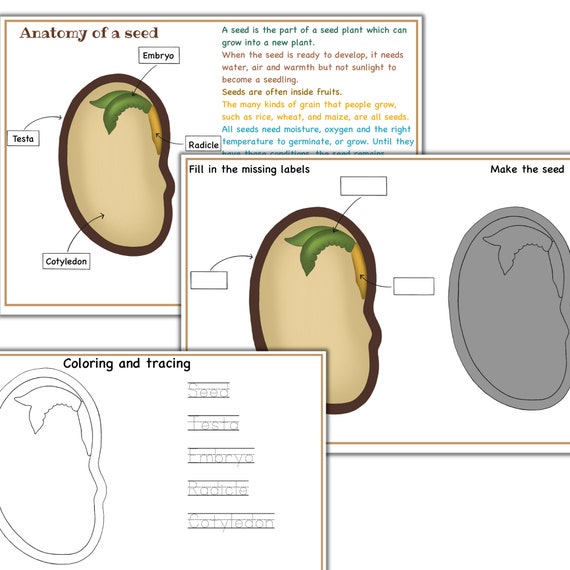 Parts Of A Seed Labelled Diagram