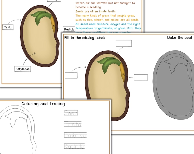 PARTS of a SEED • Montessori Cards • Flash Cards • Three Part Cards ...