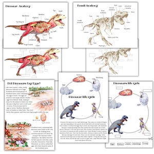 Dinosaurs Unit Study, Dinosaur Lifecycle, Fossils Unit Study, Dinosaur ...