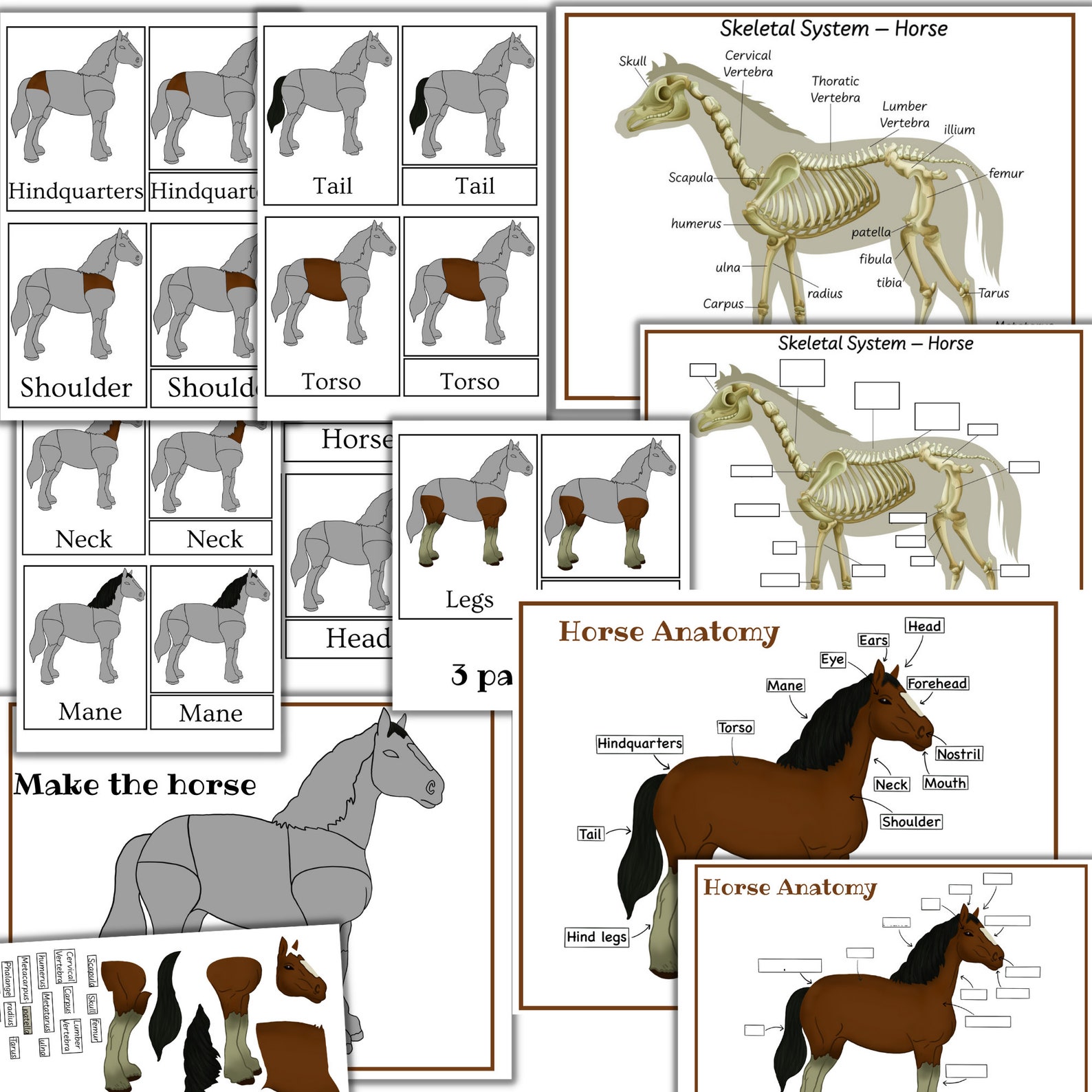 Horse Unit Study, Horse 3 Part Cards, Horse Activities, Horse ...