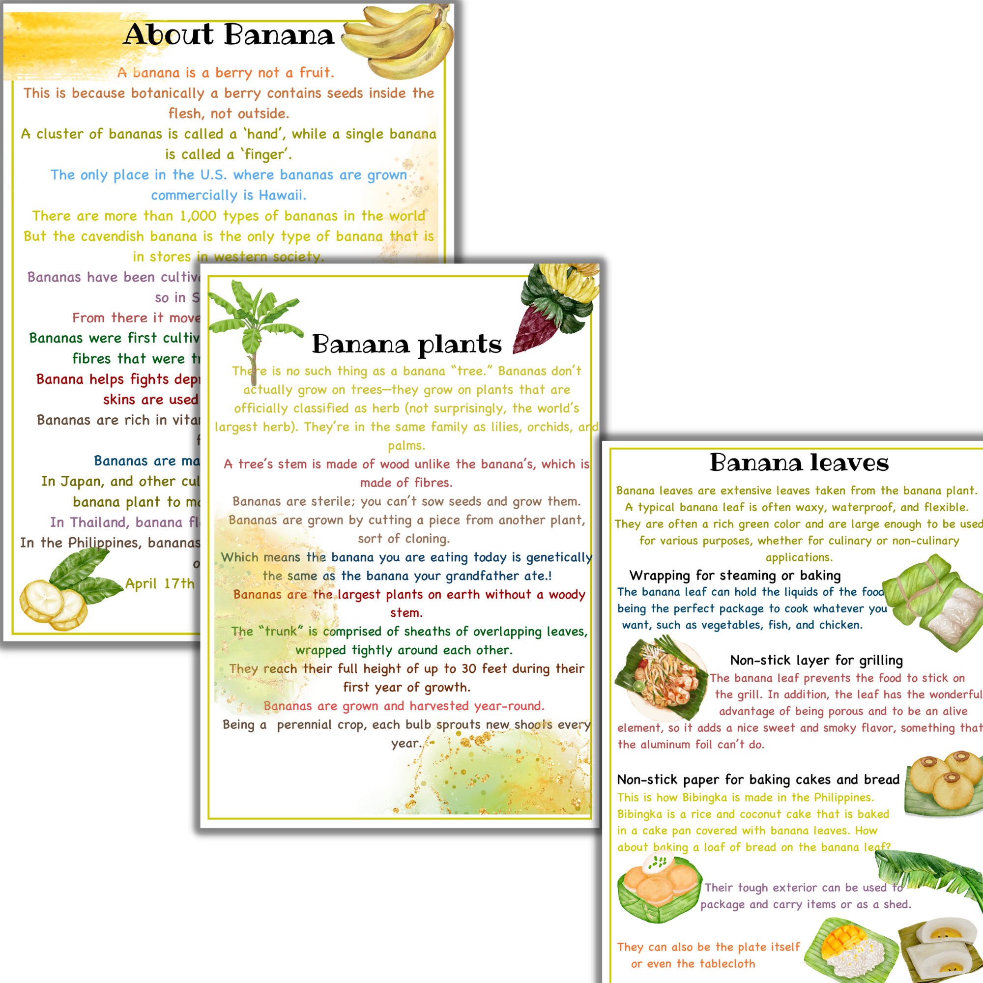 Banana Unit Study, Banana Life Cycle , Parts of Banana Plant, Banana ...