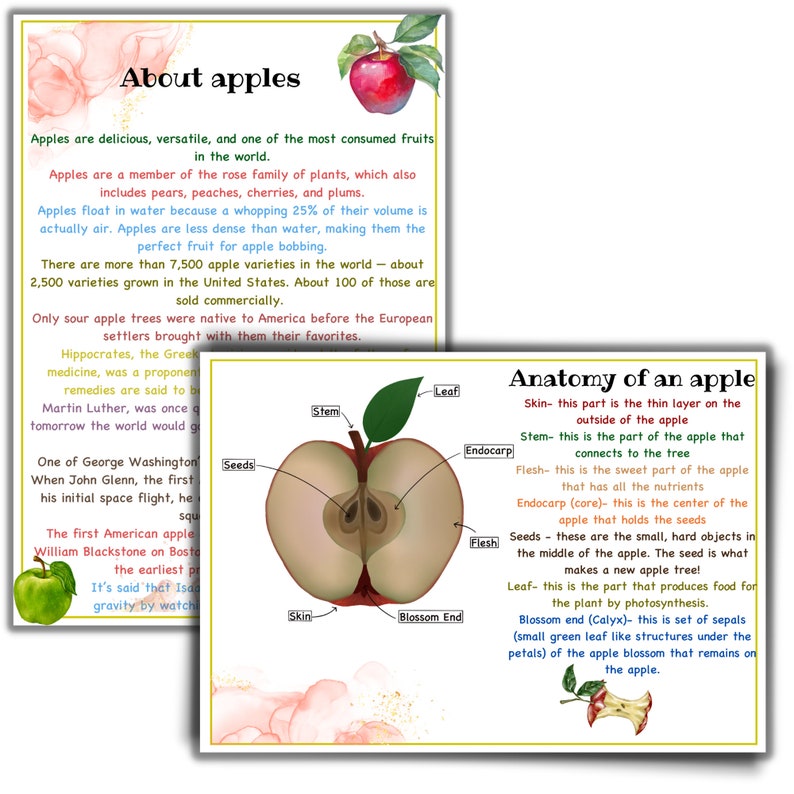 Apple Unit Study Apple Anatomy Parts of an Apple Apple - Etsy