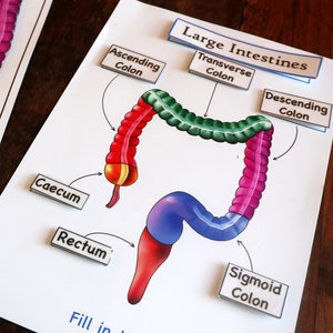 Human Large Intestines Anatomy Printable Activity, Large Intestines ...